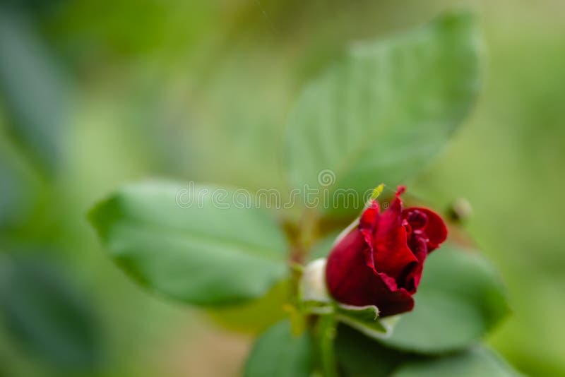 Red rose bud stock image. Image of flora, elegant, macro - 255343231