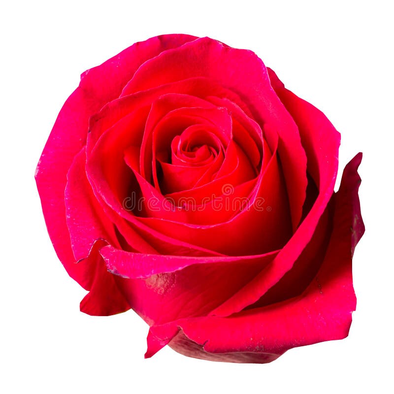 Beautiful Red Rose Bud Isolated on White Background Stock Photo - Image ...