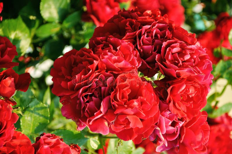 Beautiful red rose bush stock image. Image of rose, flora - 24708515
