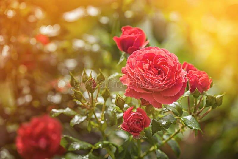 Beautiful Red Rose Bush in the Rays of the Setting Sun. Stock Image ...