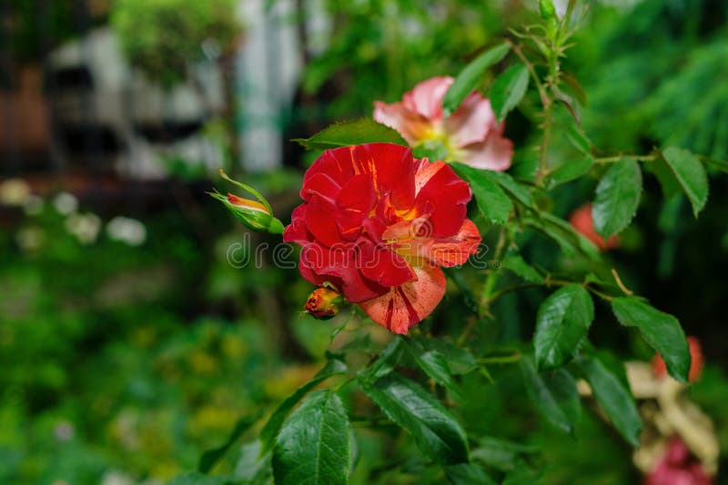 Beautiful Red Rose Bush Red Roses, Bouquet of Red Roses Stock Image ...