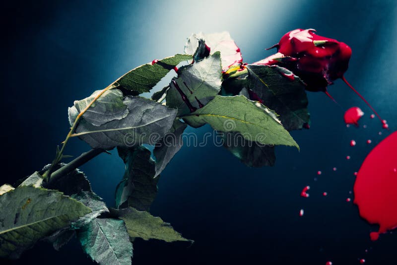 Dying Rose Stock Photos - Download 2,842 Royalty Free Photos
