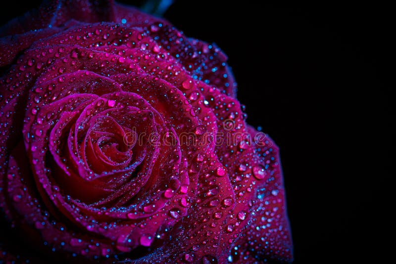 Beautiful Red Rose in Dark Colors with Dew Drops. Stock Photo - Image ...