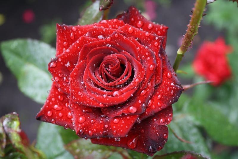 Beautiful Red Rose with Dew Stock Photo - Image of decoration, isolated ...