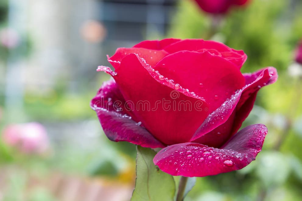 The Beautiful Red Rose with Dew on Blurred Background Stock Photo ...