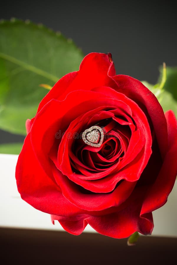 Beautiful red rose stock image. Image of floral, concept - 65655649