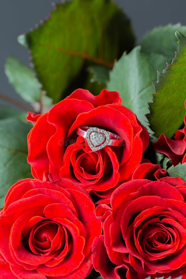 Beautiful red rose stock photo. Image of ring, plant - 65655762