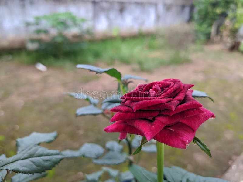A Beautiful Red Rose Filled with Thorns Stock Image - Image of tree ...
