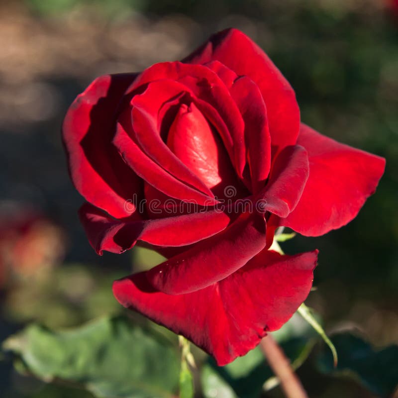 Beautiful red rose flower stock photo. Image of sunshine - 18095860