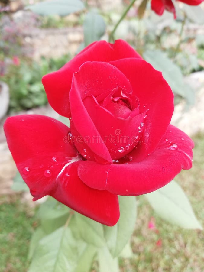 Beautiful red rose flower stock image. Image of nature - 226678913