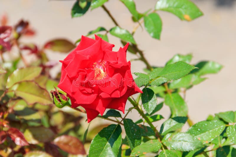 Beautiful Red Rose on Flower Bed in Garden Stock Image - Image of ...