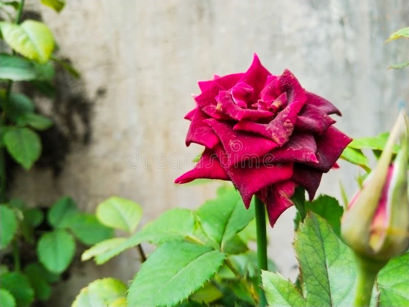 Beautiful Red Rose Flower Bloom during Summer Season Stock Image ...
