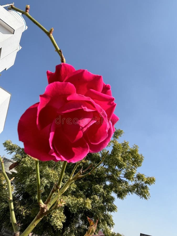 Beautiful Red Rose Flower in Blue Sky Background Stock Image - Image of ...