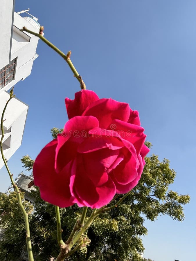 Beautiful Red Rose Flower in Blue Sky Background Stock Photo - Image of ...