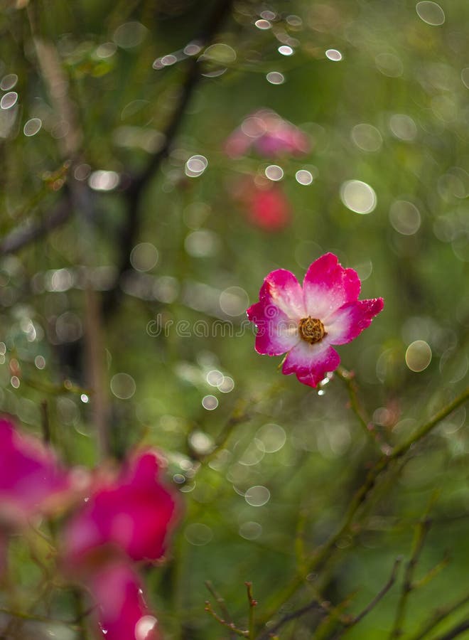 Beautiful Red Rose Flower on a Sunny Warm Day Stock Image - Image of ...