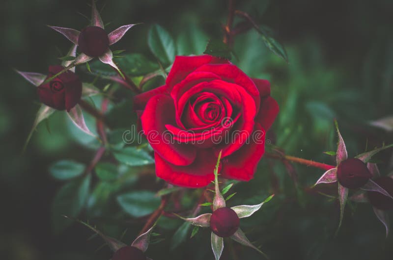 Beautiful Red Rose Flower with Buds Stock Image - Image of beautiful ...