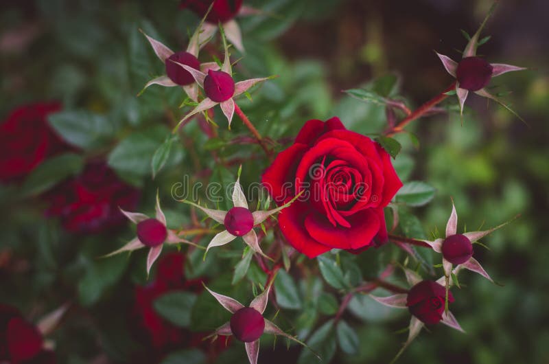 Beautiful Red Rose Flower with Buds Stock Image - Image of greeting ...