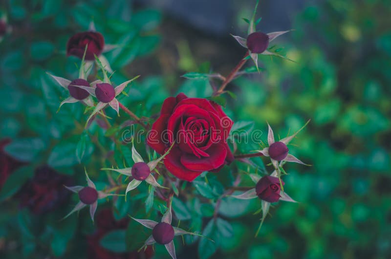 Beautiful Red Rose Flower with Buds Stock Image - Image of celebration ...