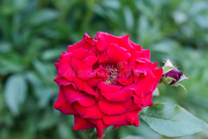 Beautiful Red Rose Flower on a Bush Stock Photo - Image of blossom ...