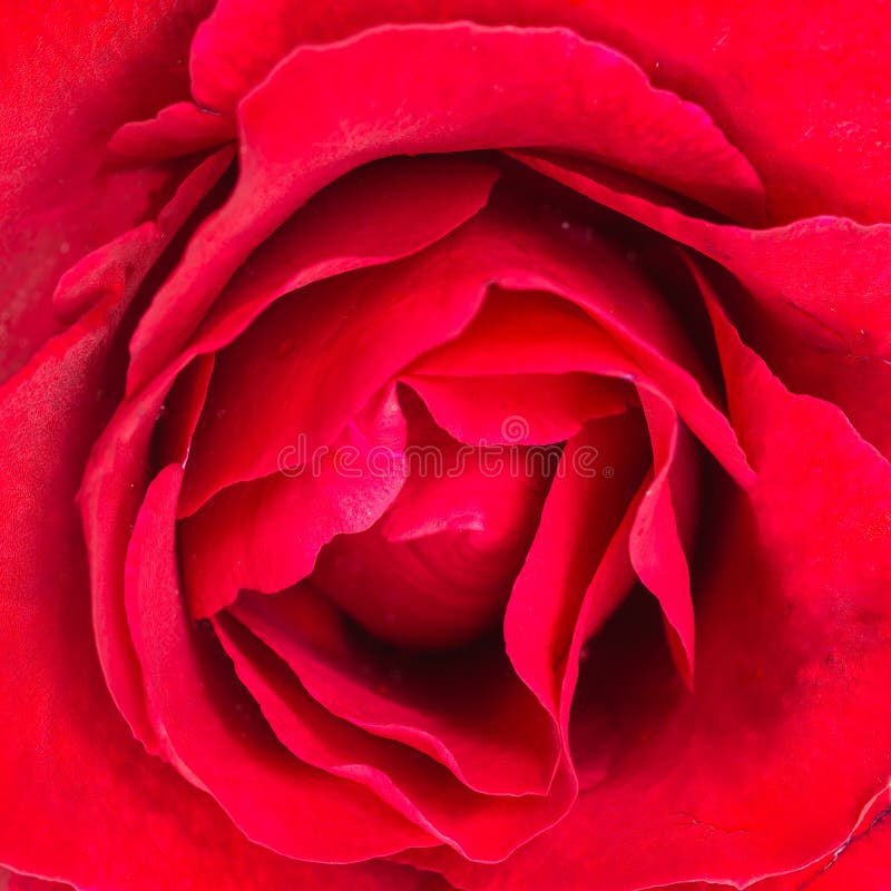 Beautiful Red Rose Flower Close Up Stock Image - Image of decoration ...
