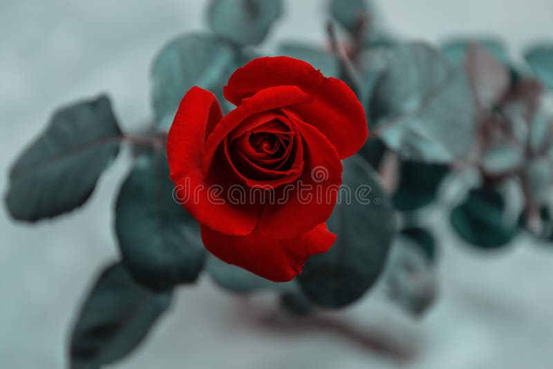 Beautiful Red Rose Flower Closeup. Flower Vintage Filter Effects Stock ...