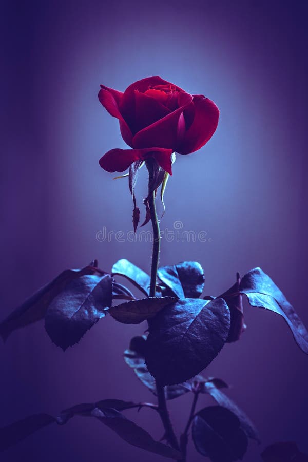 Beautiful Red Rose Flower Closeup. Flower Vintage Filter Effects Stock ...