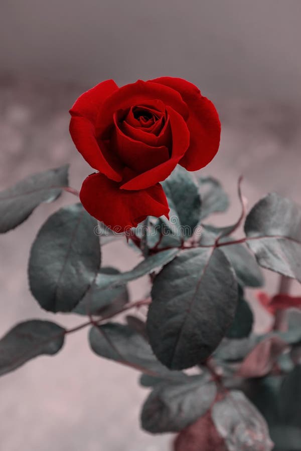 Beautiful Red Rose Flower Closeup. Flower Vintage Filter Effects Stock ...