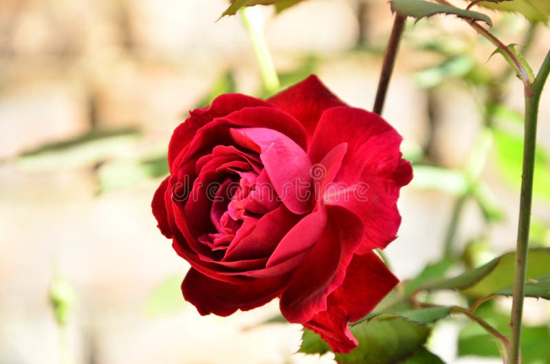 Beautiful Red Rose Flower in the Garden Stock Image - Image of flower ...