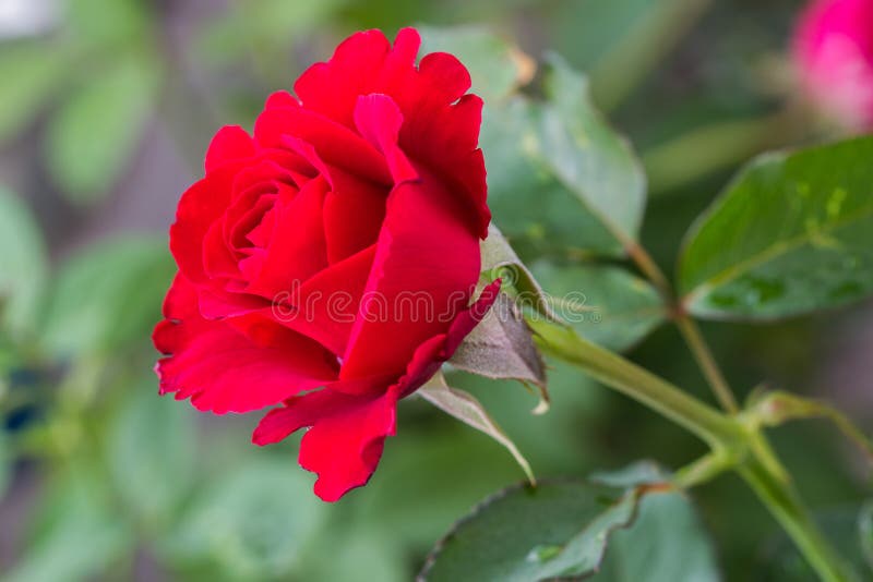 Beautiful red rose flower. stock image. Image of aroma - 68365241
