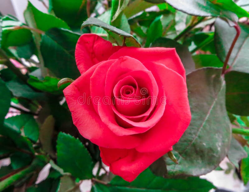 Beautiful Red Rose Flower and Green Leaves Stock Photo - Image of ...
