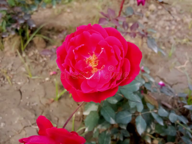 Beautiful Red Rose Flower Image India Stock Image - Image of flower ...