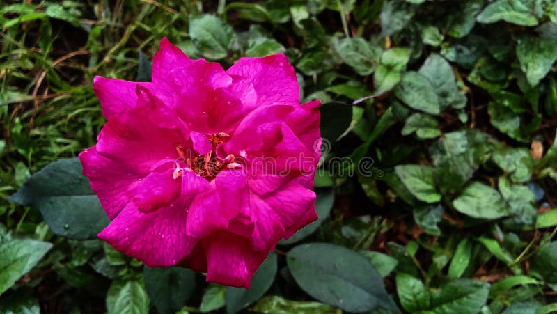 Beautiful Red Rose Flower in Indonesia Stock Image - Image of beautiful ...