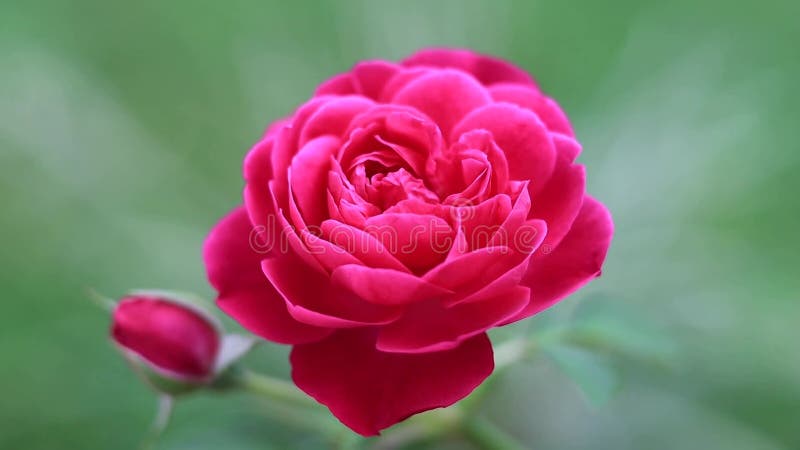 Blooming Red Rose on the Tree Stock Footage - Video of natural, pink ...