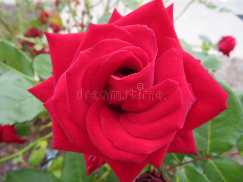 Beautiful Red Rose Flower Natural Delicate Fragrant Gift Soft Fresh ...