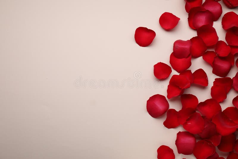 Beautiful Red Rose Flower Petals on Beige Background, Flat Lay. Space ...