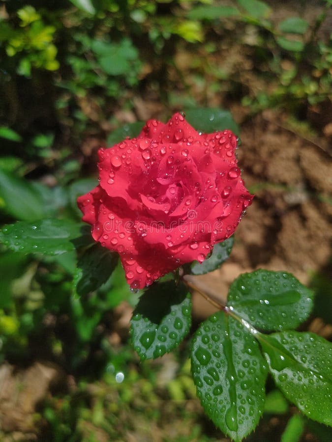 Beautiful Red Rose Flower in Rainy Day Stock Image - Image of flower ...