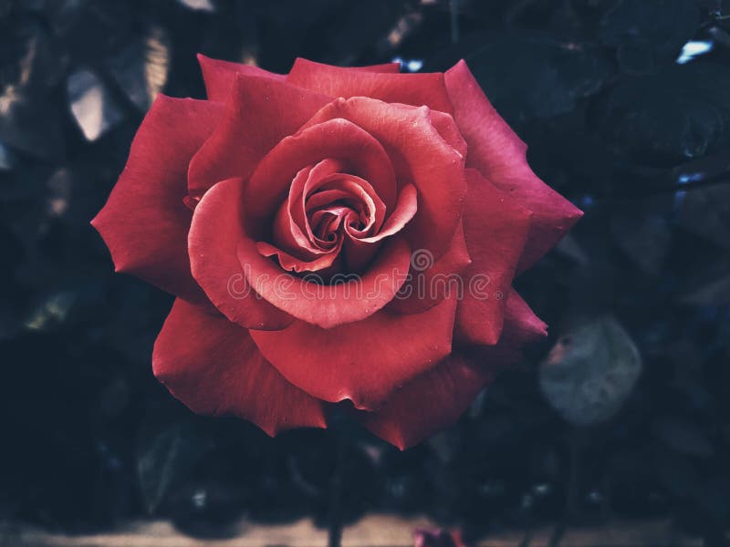 Beautiful Red Rose Flower in Retro Filter Stock Image - Image of floral ...
