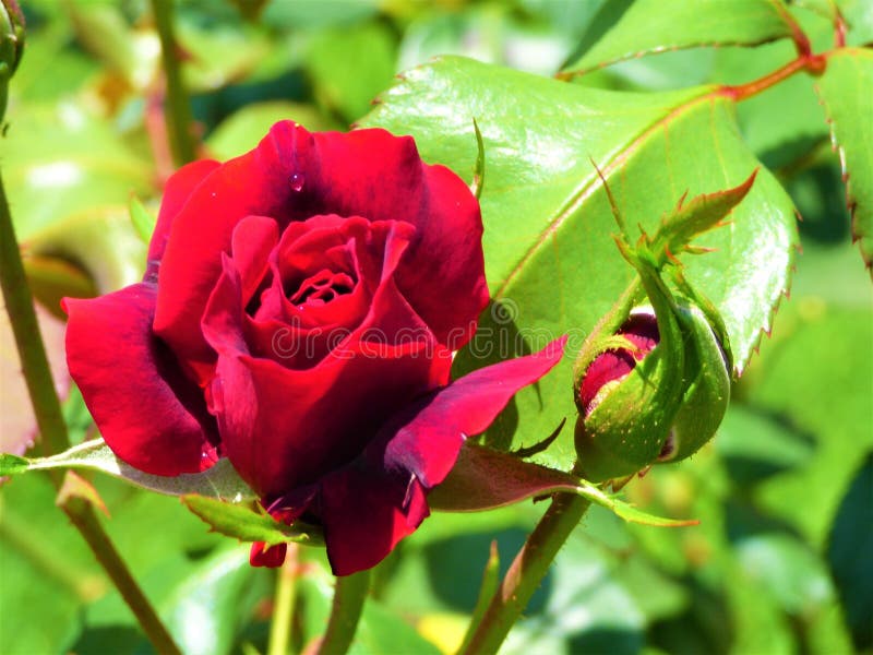A Beautiful Red Rose Flower with a Side Sprout Stock Image - Image of ...