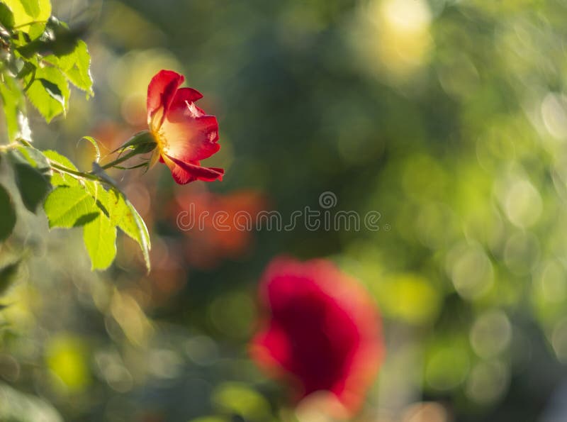 Beautiful Red Rose Flower on a Sunny Warm Day Stock Photo - Image of ...
