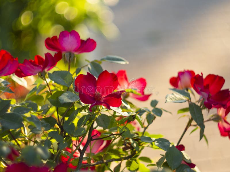 Beautiful Red Rose Flower on a Sunny Warm Day Stock Photo - Image of ...
