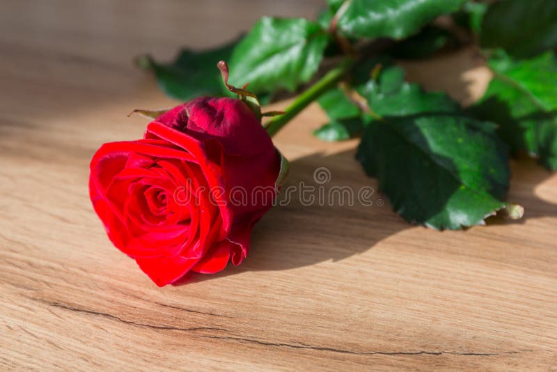 Beautiful Red Rose Flower on the Table Stock Image - Image of ...