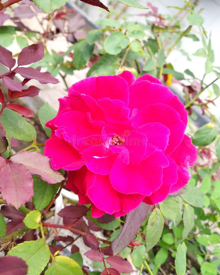 Beautiful Red Rose Flower Wallpaper in Bloom Stock Image - Image of ...