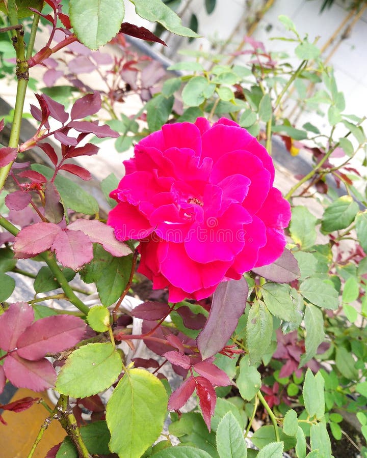 Beautiful Red Rose Flower Wallpaper in Bloom Stock Photo - Image of ...