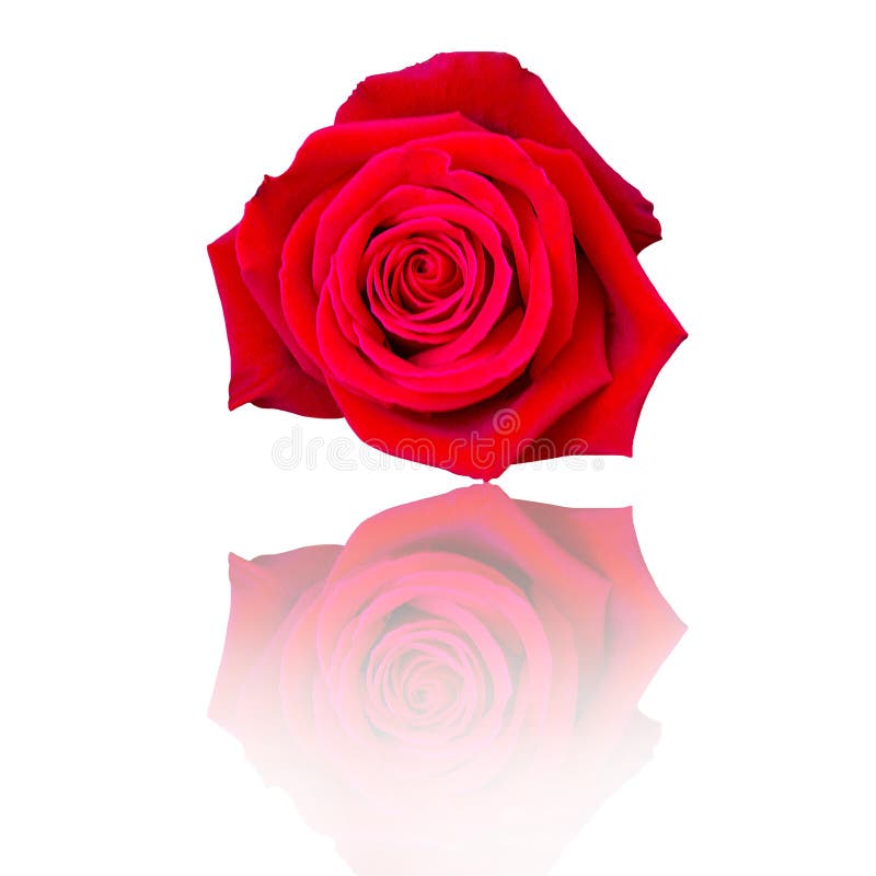 Beautiful Red Rose Flower on White Background, Flower for Lover and ...