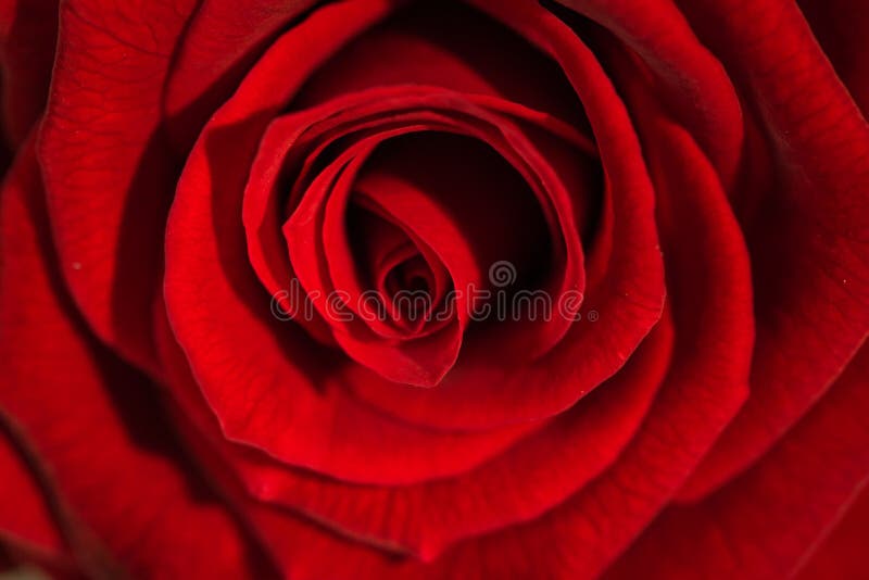 Beautiful Red Rose on Foreground Stock Illustration - Illustration of ...
