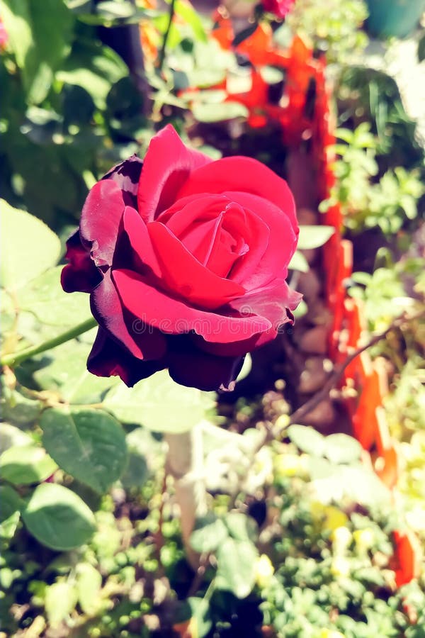 Beautiful Red Rose in the Garden. Stock Image - Image of girlfriend ...