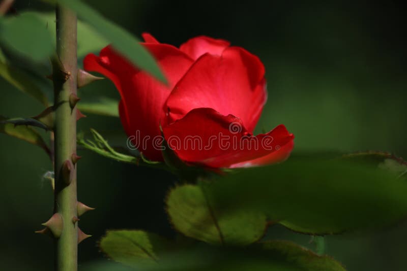 Beautiful Red Rose in Garden Stock Photo - Image of greeting, floral ...