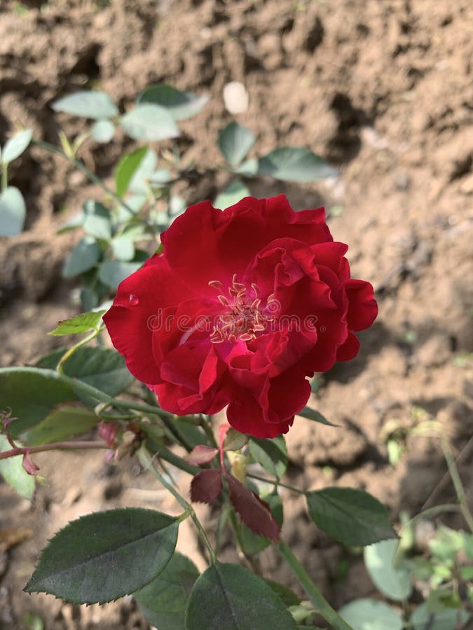 A Beautiful Red Rose in the Garden Stock Image - Image of delicate ...