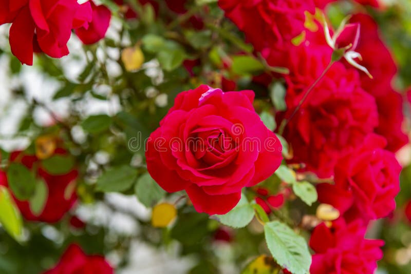 Beautiful red rose stock image. Image of blooming, beauty - 179919441