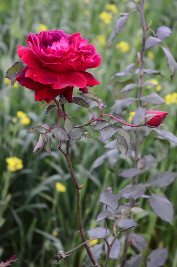 Beautiful Red Rose in the Garden Stock Photo - Image of family, flower ...